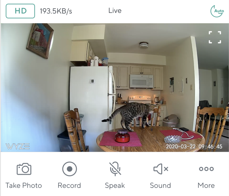 Wyze App Live Stream: Unlock Seamless Real-Time Viewing!